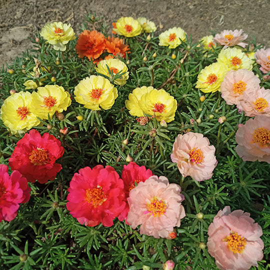 Happy Seeds Shop