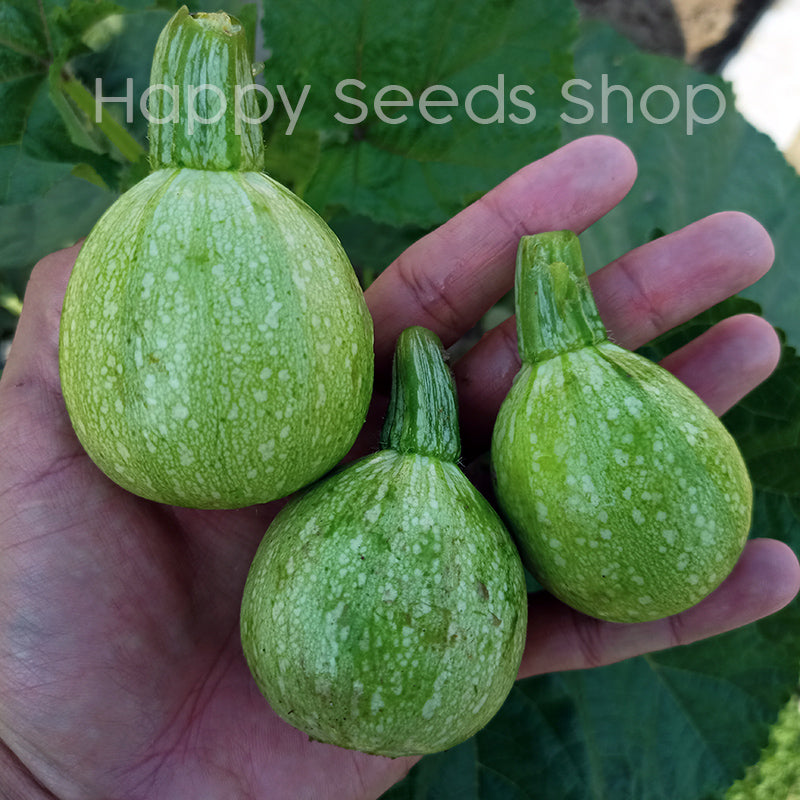 Cue Ball squash Hybrid | Happy Seeds Shop