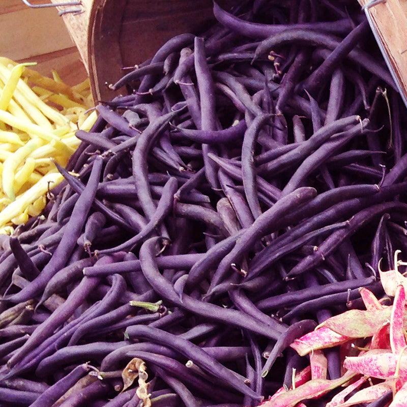 Purple King Dwarf Beans | Happy Seeds Shop