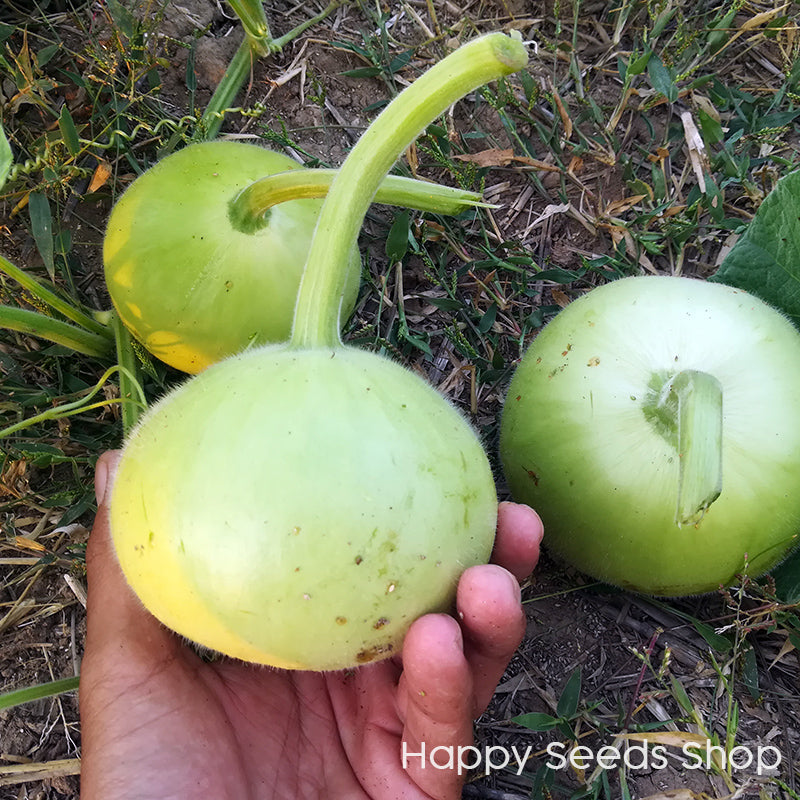 Round Gourd Seeds | Happy Seeds Shop