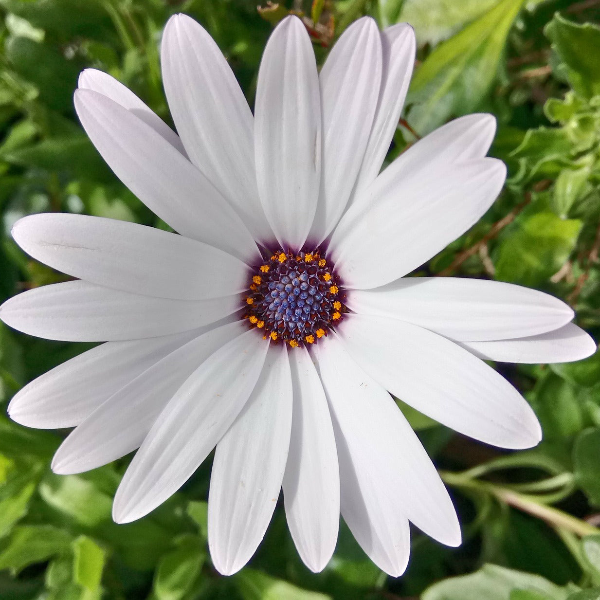 African Daisy mix color flower seeds | Happy Seeds Shop