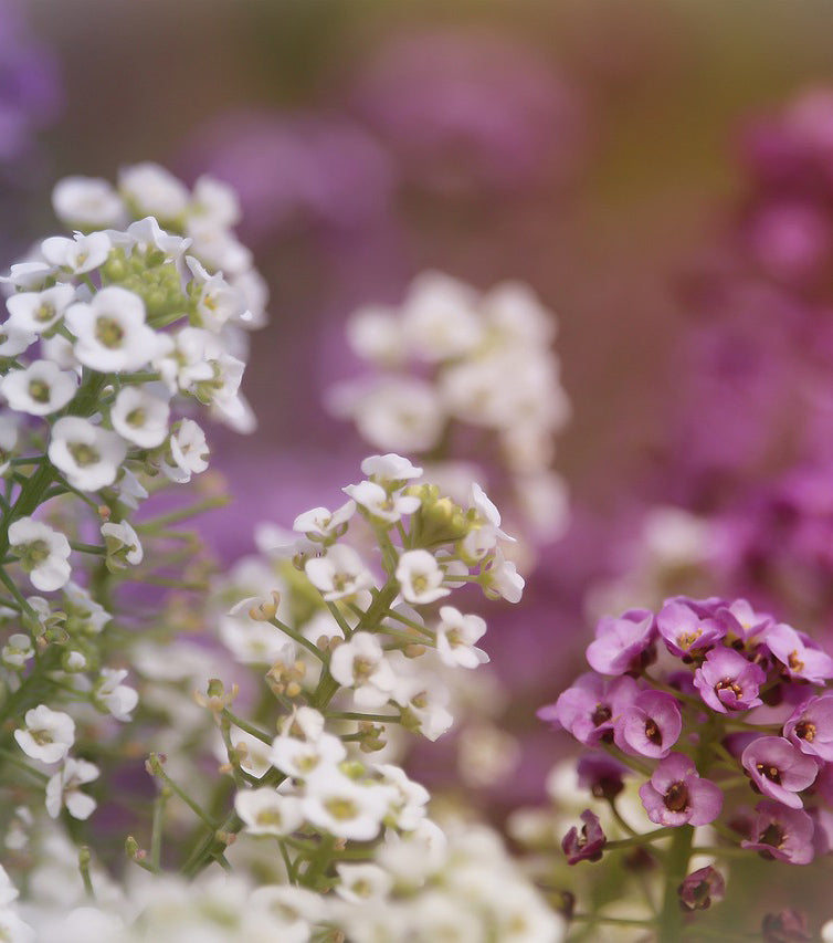 Sweet alyssum mix color seeds for Home gardening – Happy Seeds Shop