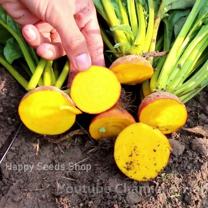 Beetroot Burpee Golden | Happy Seeds Shop