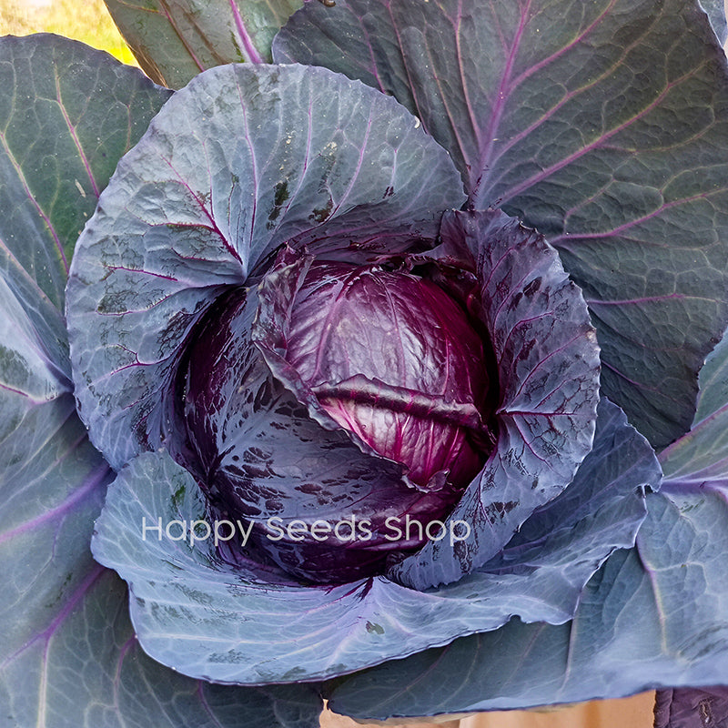 Red Cabbage Crimson Emerald mix | 40+ Seeds – Happy Seeds Shop