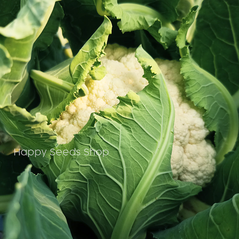 Cauliflower Estrella mix F1 Hybrid Seeds | Happy Seeds Shop