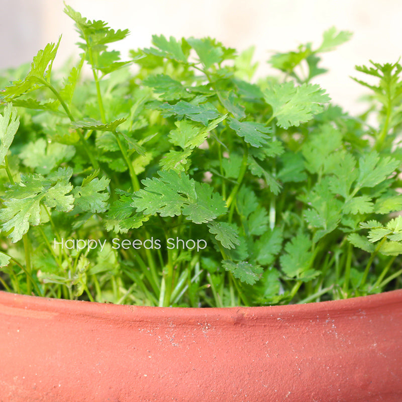 Coriander Boni | Happy Seeds Shop Pakistan