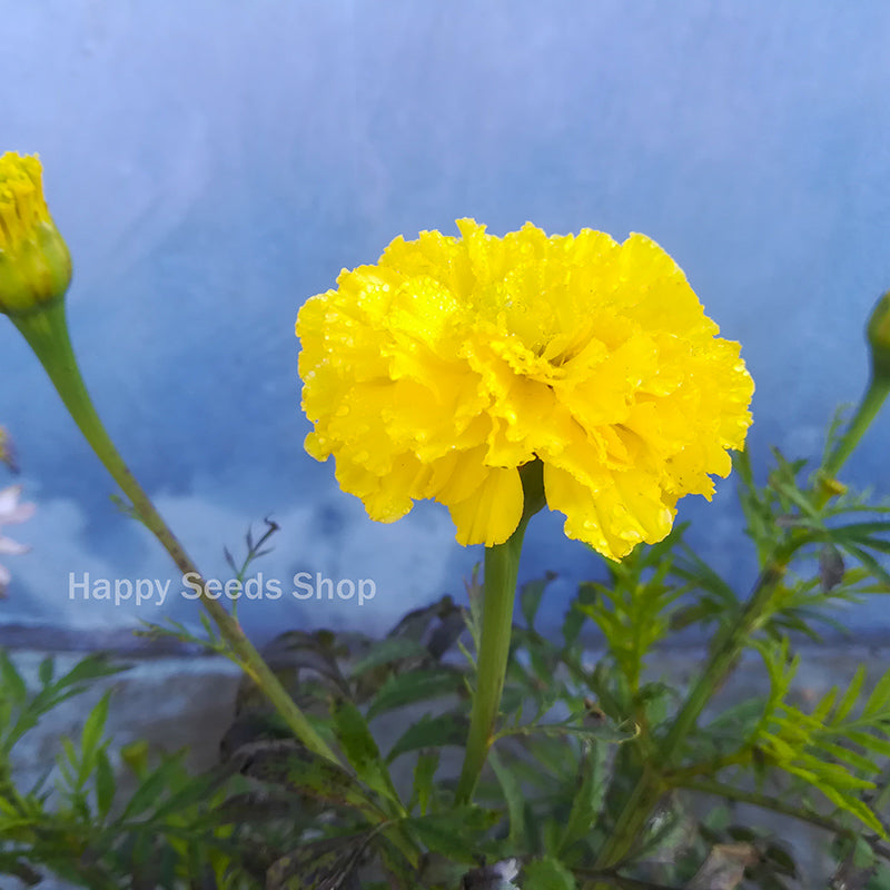Marigold Cracker jack mix | African marigold | Happy Seeds Shop