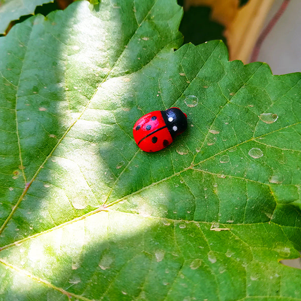 Decoration Ladybugs Red | 20 Pieces – Happy Seeds Shop