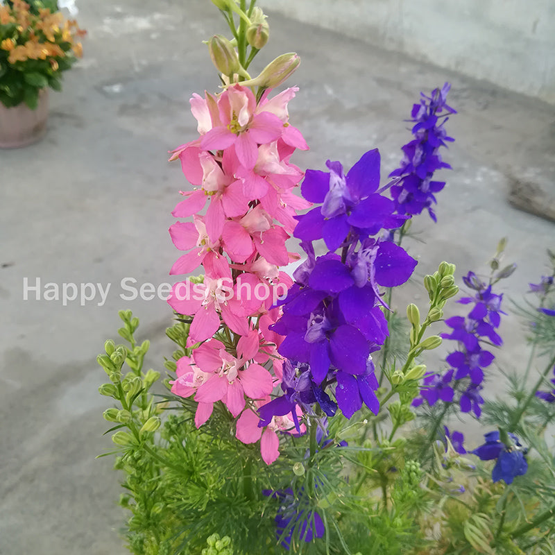 Larkspur | Delphinium mix color - Happy Seeds Shop