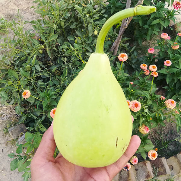 Oval Gourd Seeds | Happy Seeds Shop
