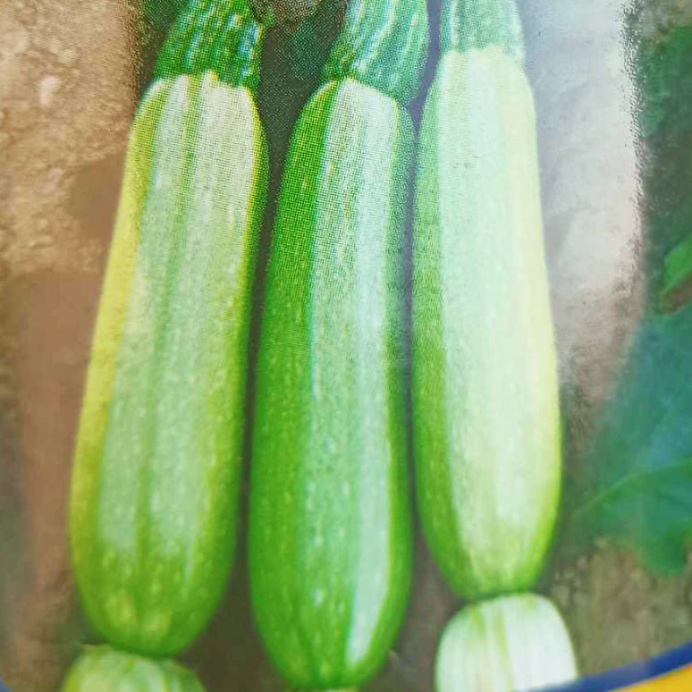 Long Zucchini Light green Seeds | Home Gardening Seeds – Happy Seeds Shop
