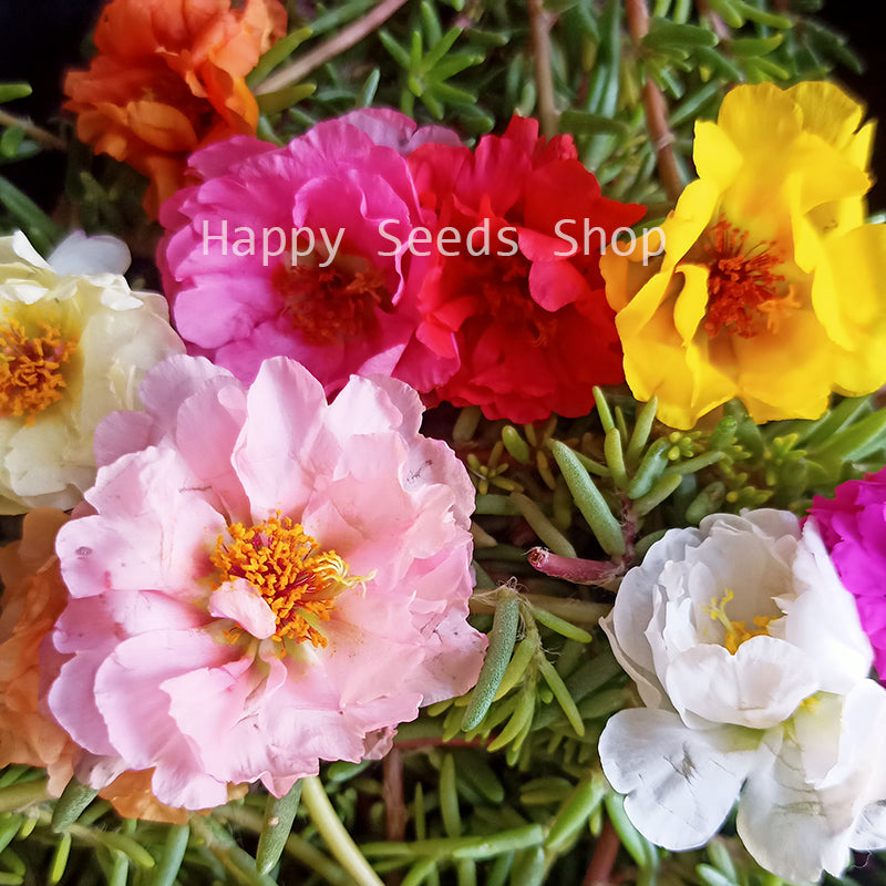 Portulaca Mix | Happy Seeds Shop