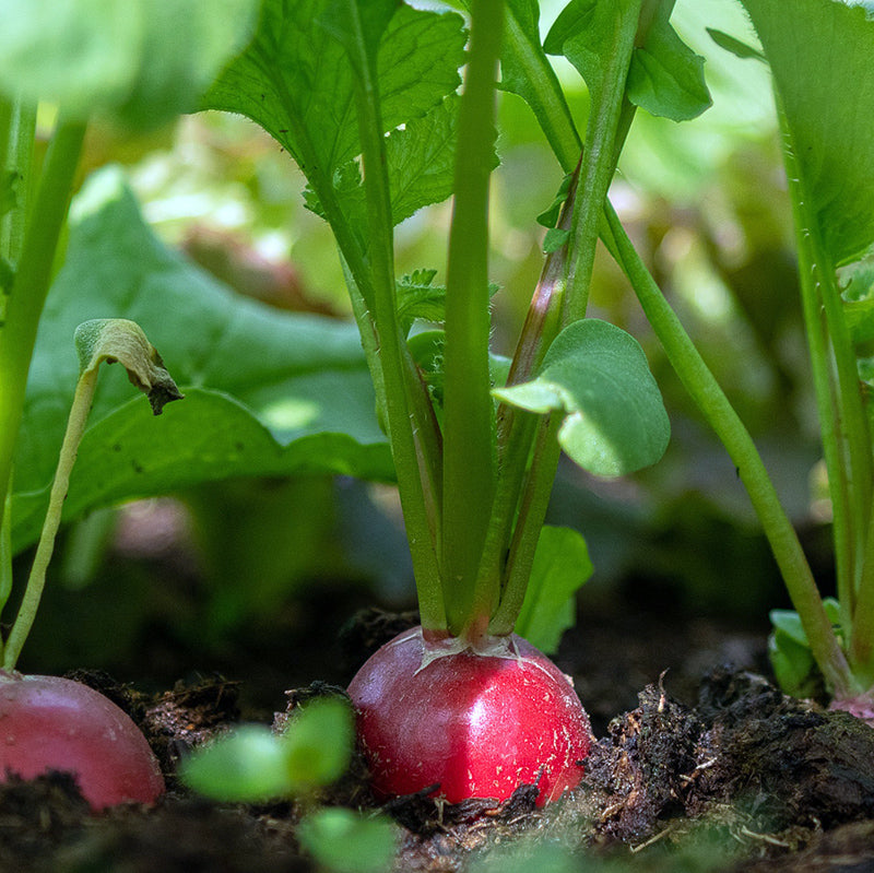 Red Round Radish | Happy Seeds Shop Pakistan