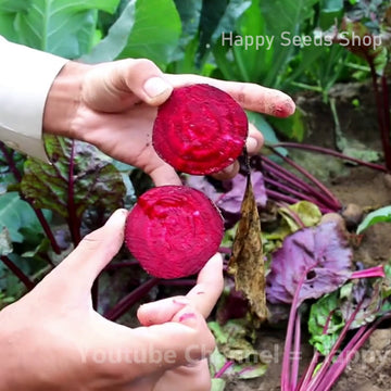Vegetable Seeds for Home gardening | Happy Seeds Shop