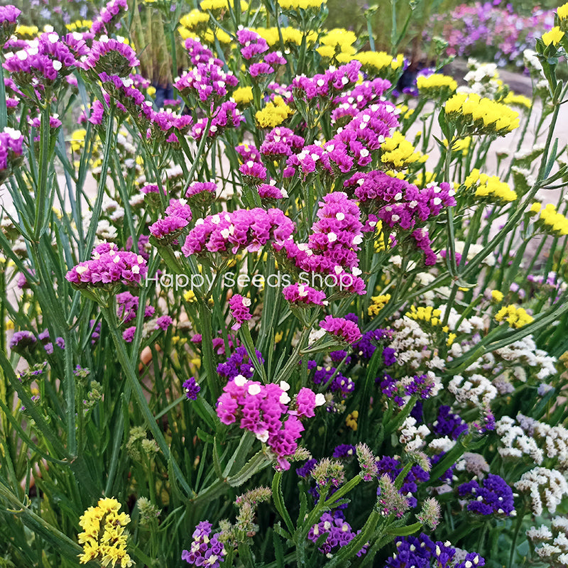 Imported mix color Winter Flower Seeds - Happy Seeds Shop