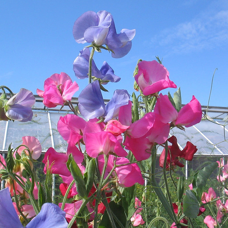 Sweet pea mix | Fragrant flowers, 20 Seeds – Happy Seeds Shop